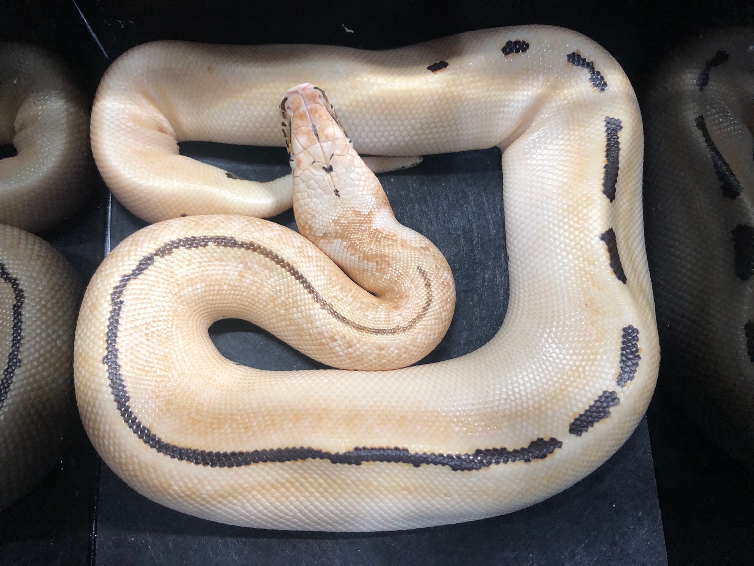 Goldeneye Ivory 100% Het Albino T Blood Python by Richard Jones ...