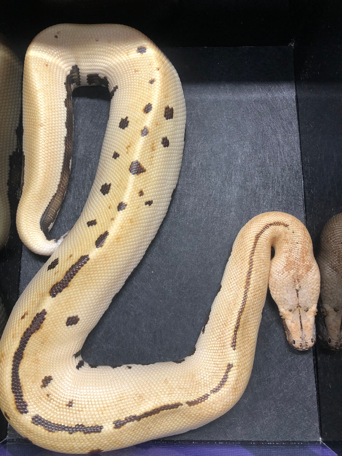 Goldeneye Matrix Het T+ Albino Blood Python by Richard Jones Reptiles ...
