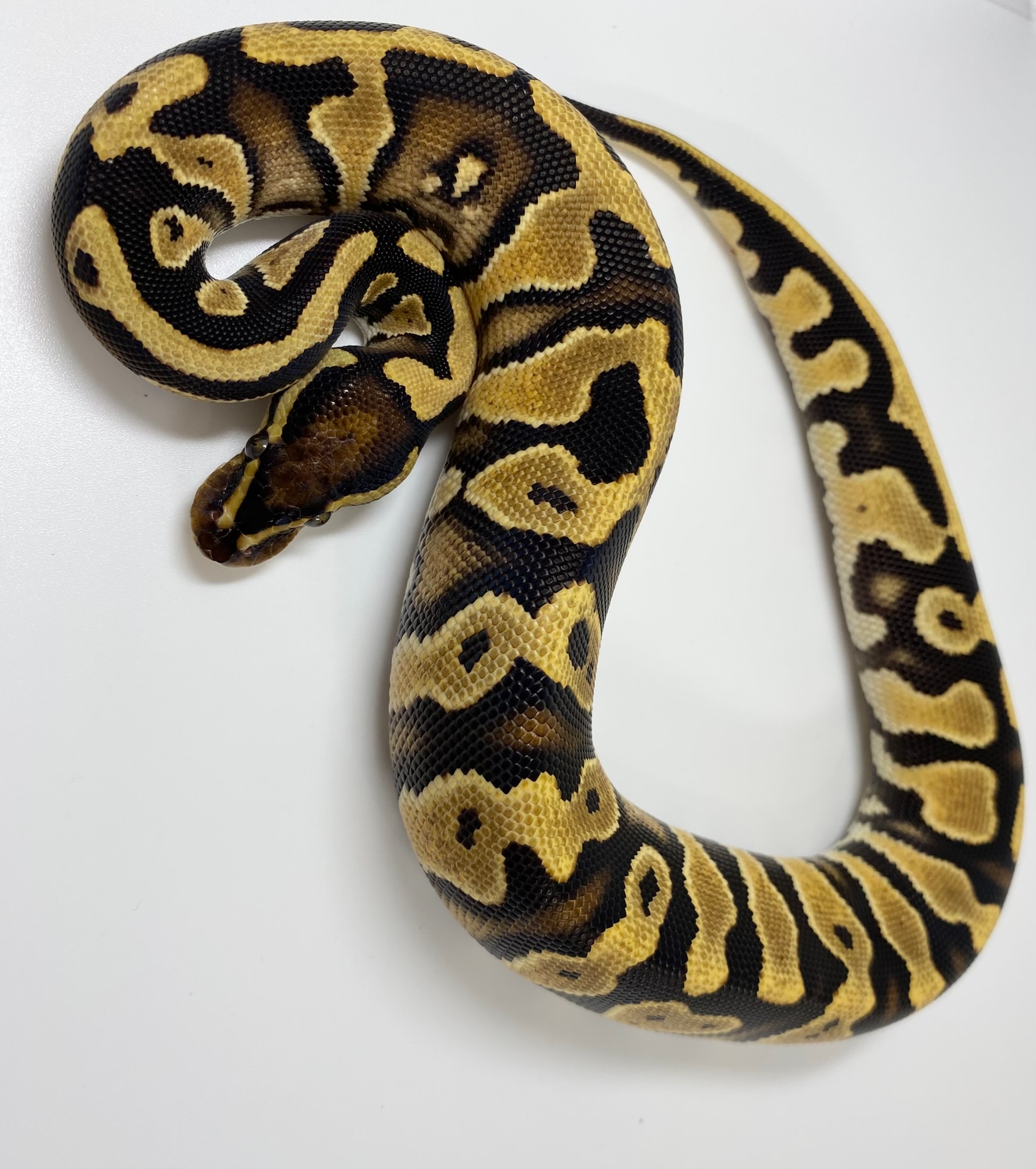 Black Head Orange Dream Het Lavender Albino Ball Python by Richard ...