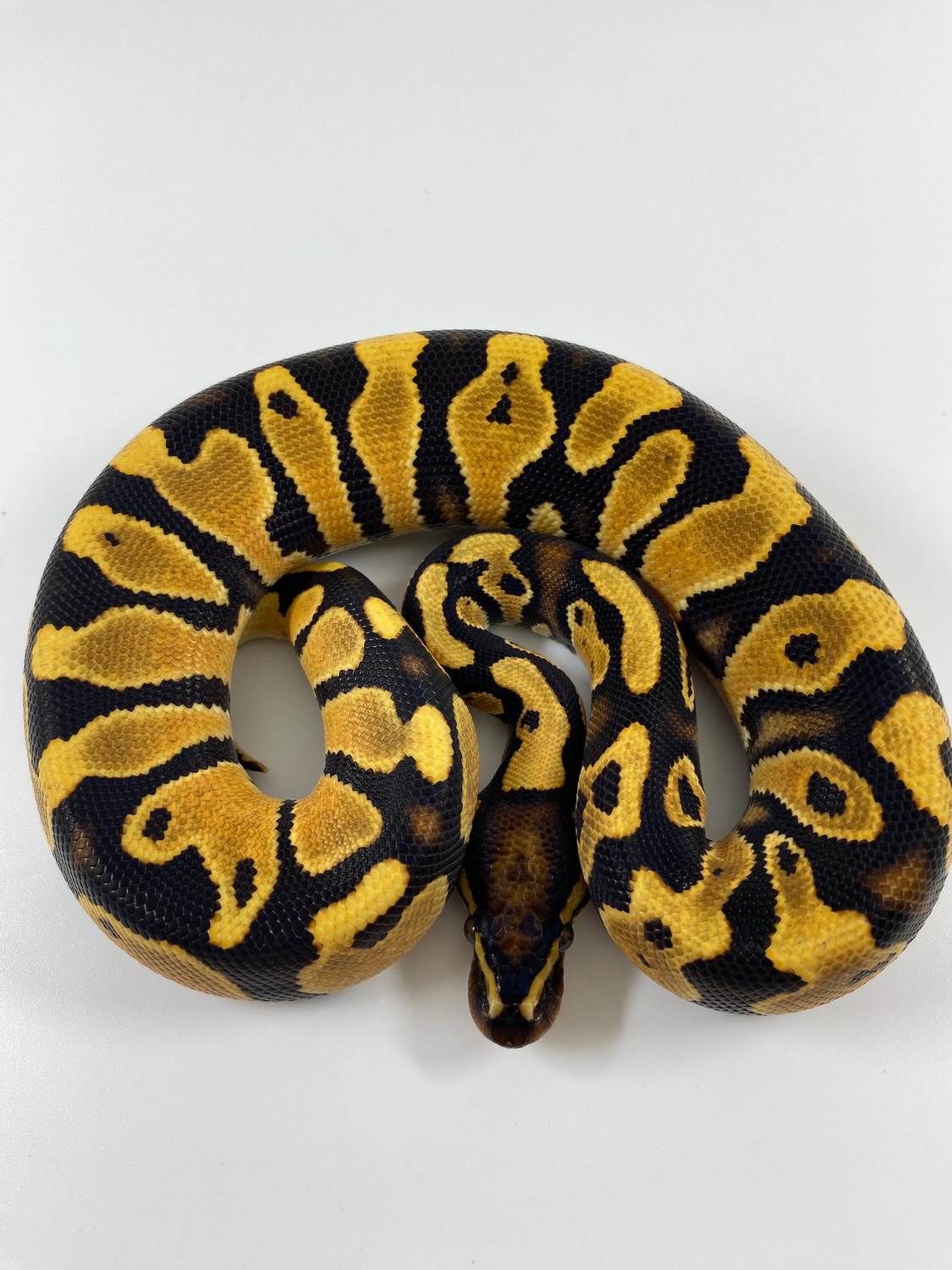 High Intensity Orange Dream Enchi Het Lavender Albino Ball Python by ...