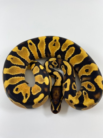 High Intensity Orange Dream Enchi Het Lavender Albino Ball Python by ...