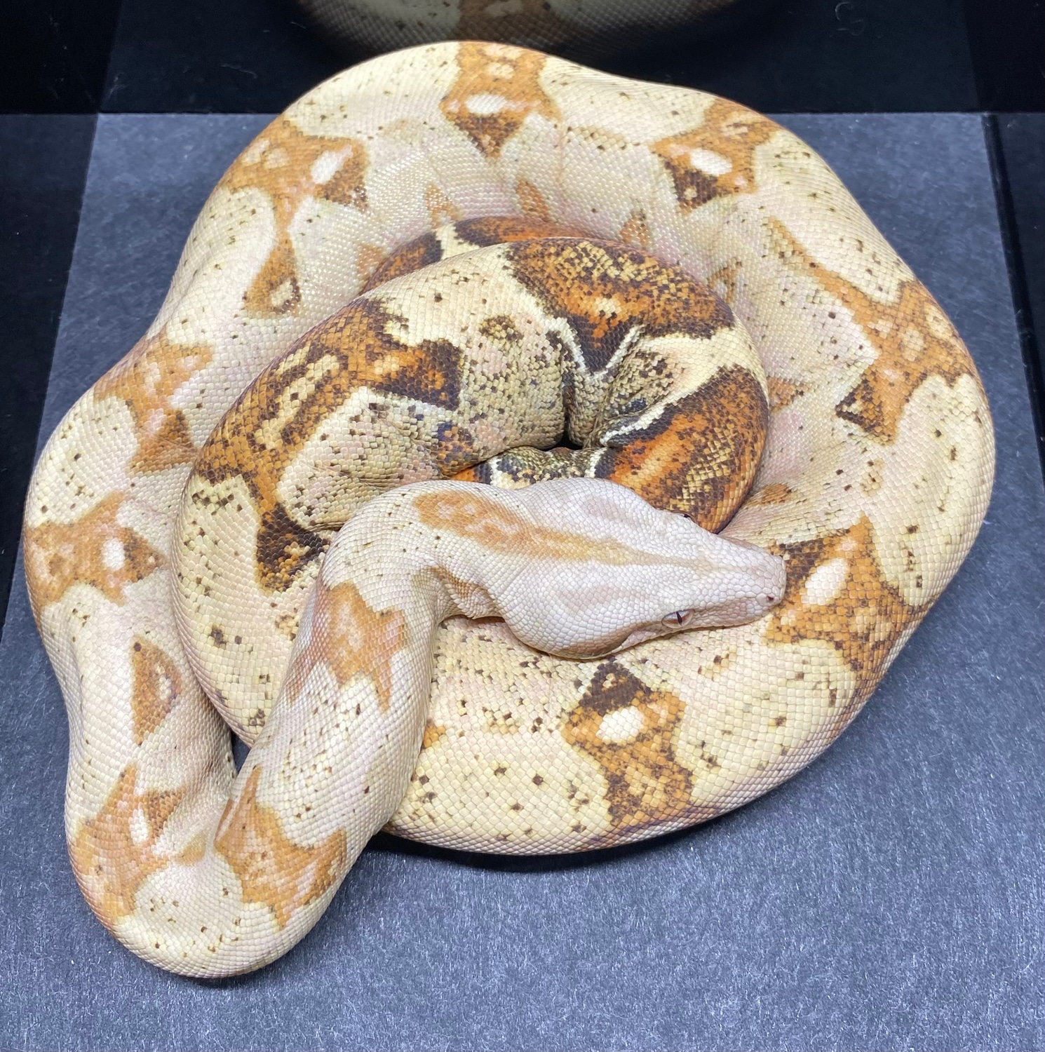 VPI T+ Albino Pink Panther Boa Constrictor by Richard Jones Reptiles - MorphMarket