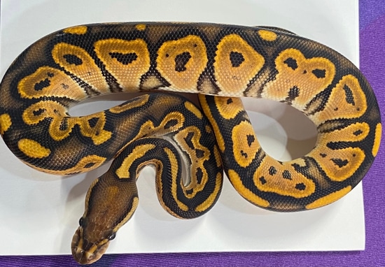 Orange Dream Black Pastel Vanilla Scrambler Ball Python by Richard ...