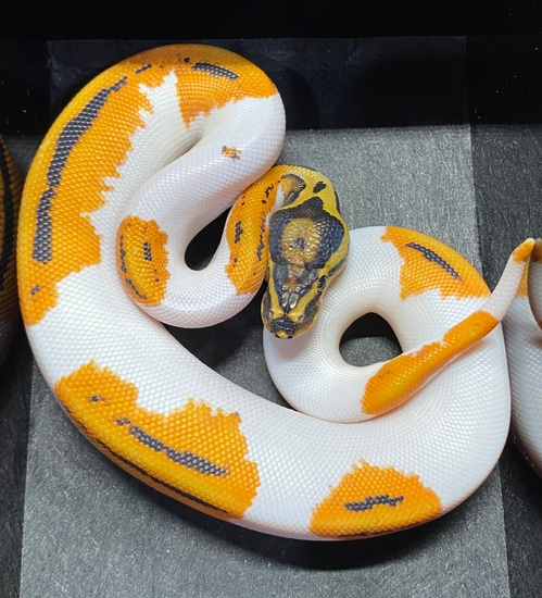 Orange Dream Yellowbelly Pied Het Desert Ghost Ball Python by Richard ...