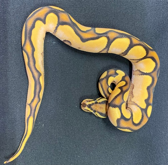 Super Orange Dream Vanilla Calico Scrambler Ball Python by Richard ...