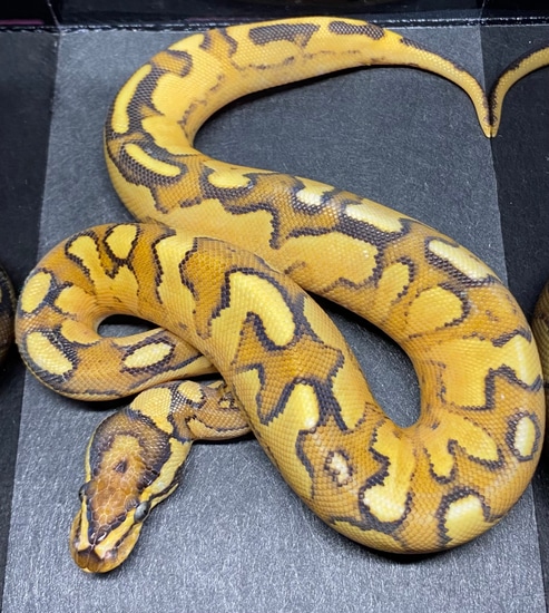 Super Orange Dream Sauce Yellowbelly Scrambler Ball Python by Richard ...