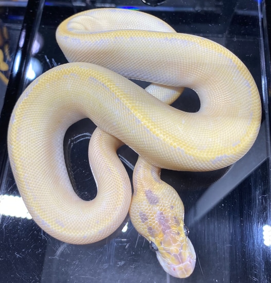 Leopard Ivory Ball Python by Richard Jones Reptiles