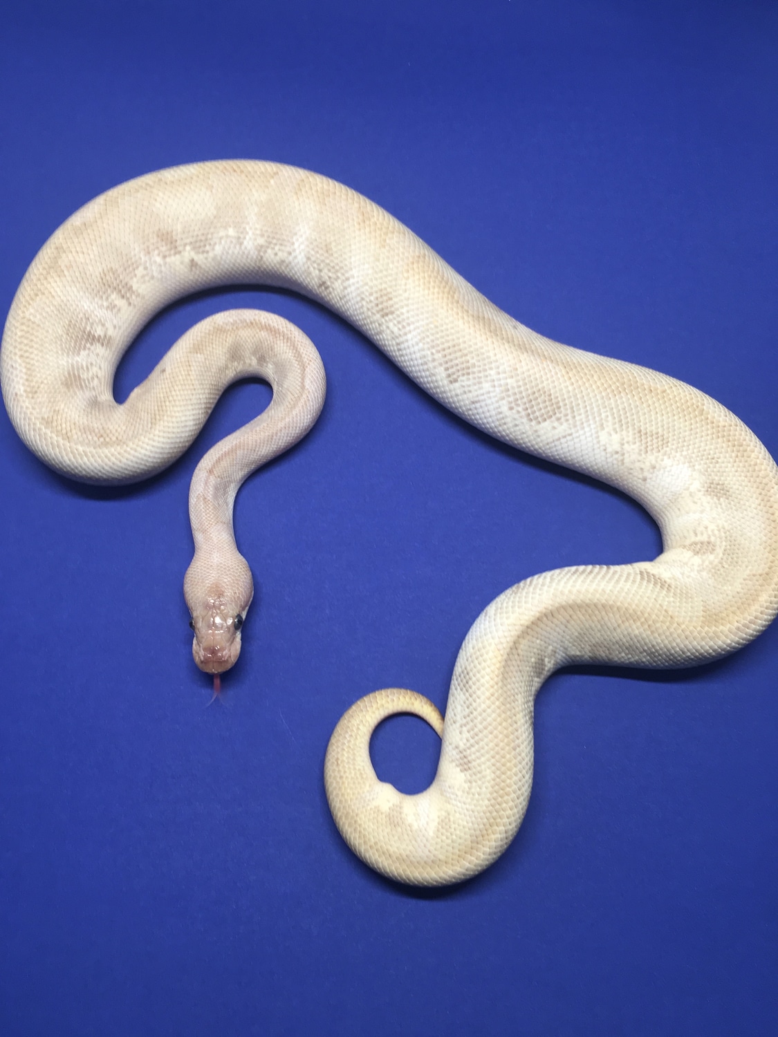 Soulsucker Clown Ball Python by RJS Reptiles - MorphMarket