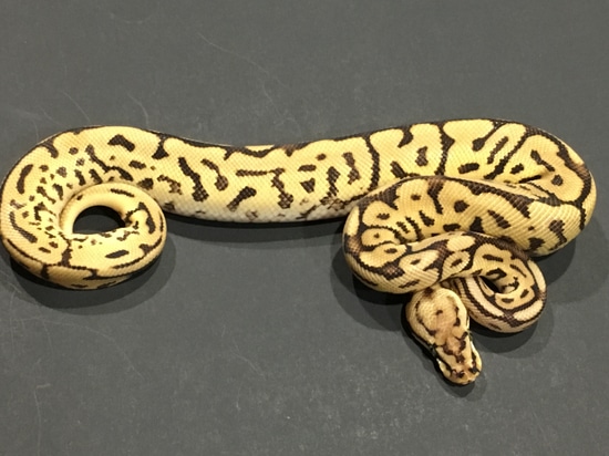 Phantom Leopard Bumblebee Yellowbelly Ball Python by RJS Reptiles