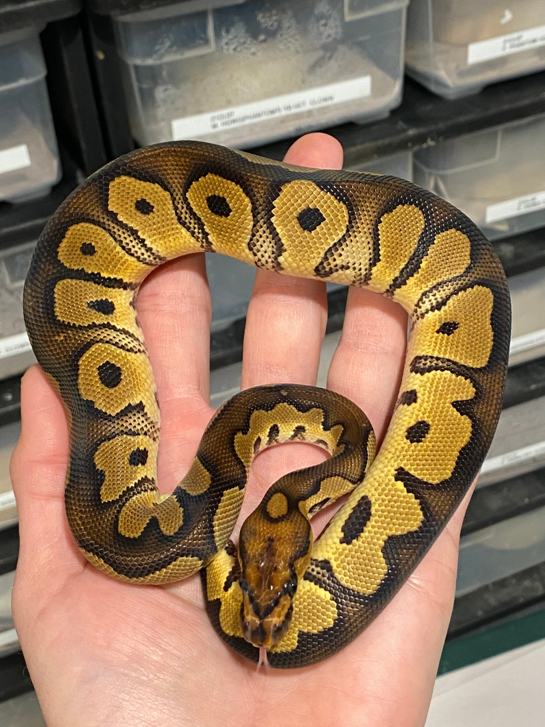 Chocolate Clown Ball Python by RJS Reptiles - MorphMarket
