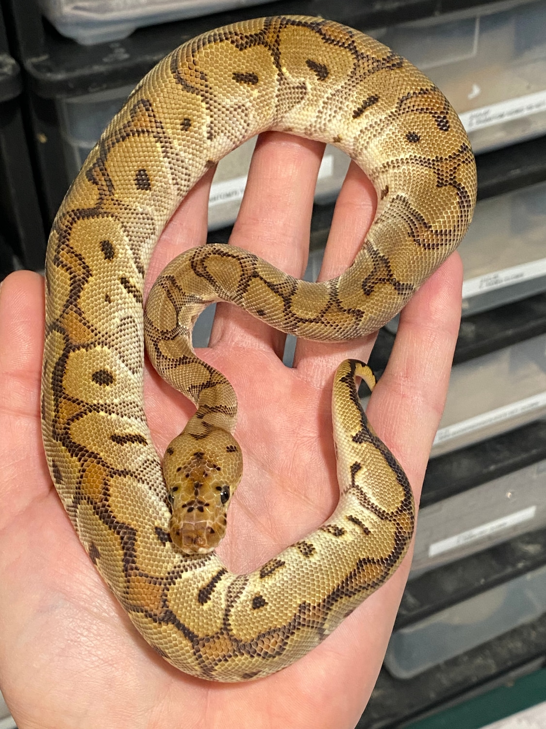 Hidden Gene Woma Clown Ball Python by RJS Reptiles - MorphMarket