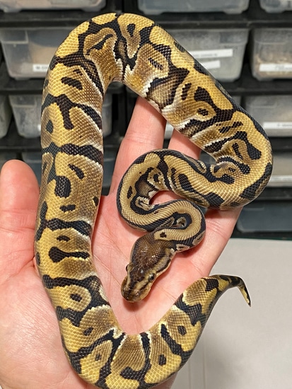 HGW Het. Clown Ball Python by RJS Reptiles