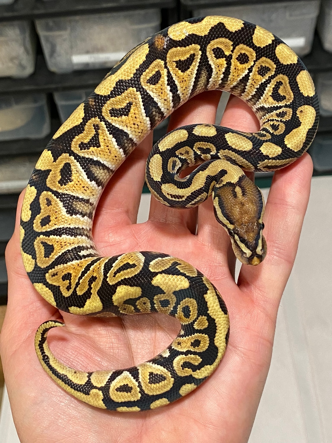 Phantom Spotnose Het. Clown Ball Python by RJS Reptiles - MorphMarket