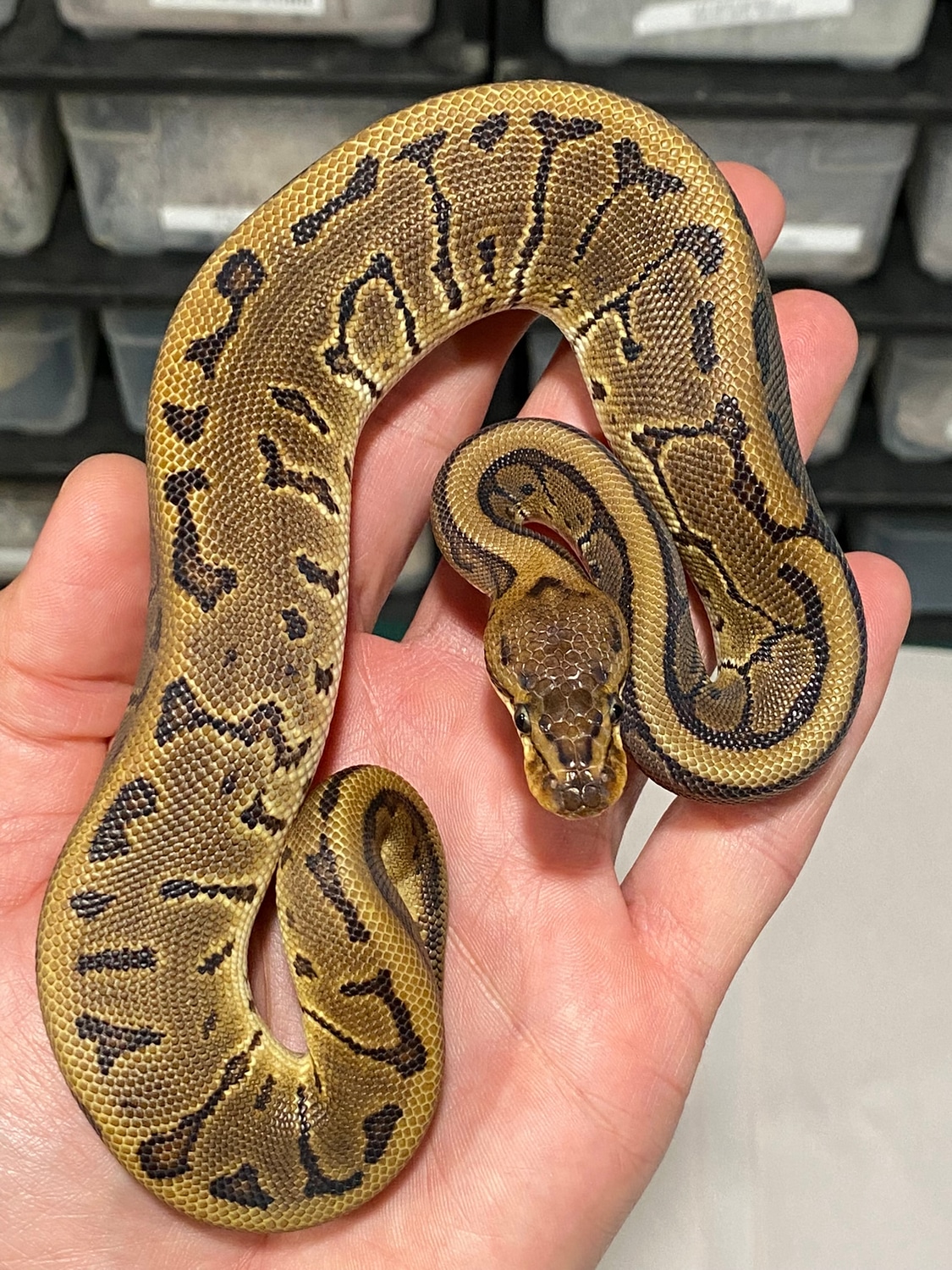 Leopard Pinstripe Het. Clown Ball Python by RJS Reptiles - MorphMarket
