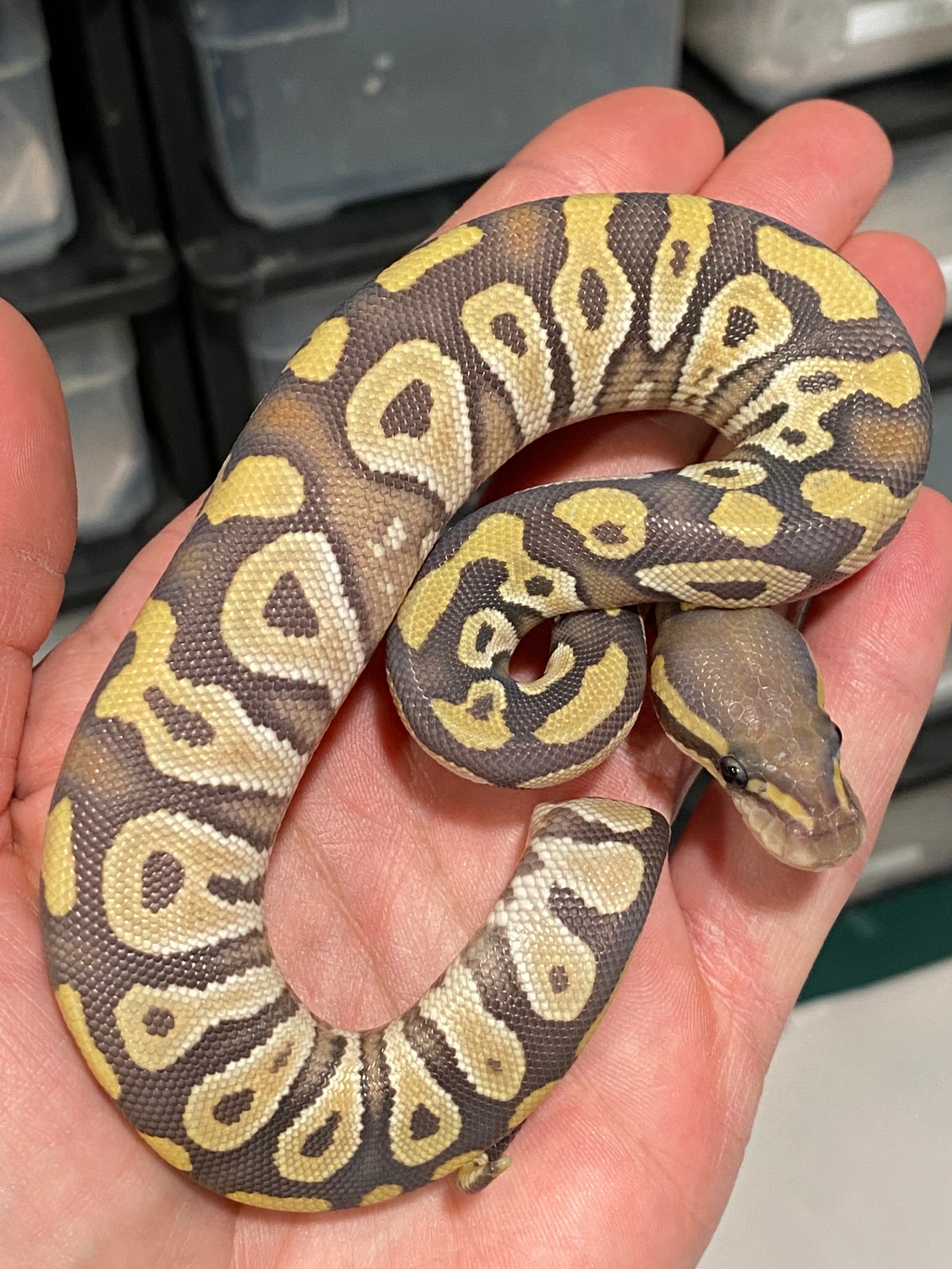 Hypo Mojave Het. Desert Ghost Ball Python by RJS Reptiles - MorphMarket