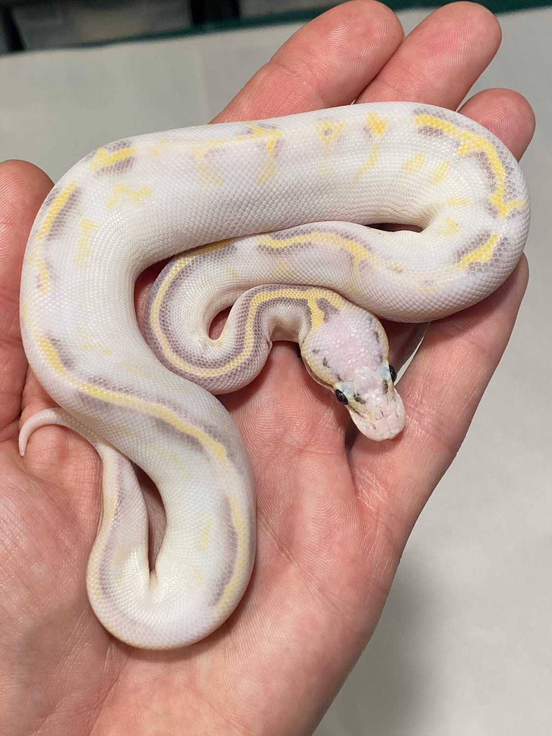 Super Pastel Highway Ball Python by RJS Reptiles - MorphMarket