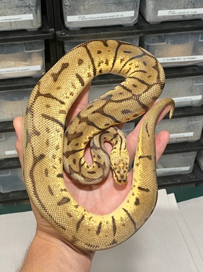 Phantom Bumblebee Leopard Het. Clown Ball Python by RJS Reptiles