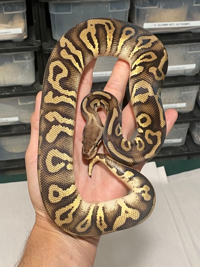 Pastel Phantom Leopard Het. Clown Ball Python by RJS Reptiles