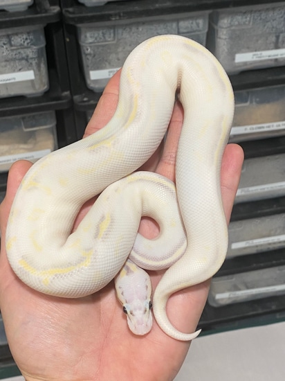 Super Pastel Highway Ball Python by RJS Reptiles