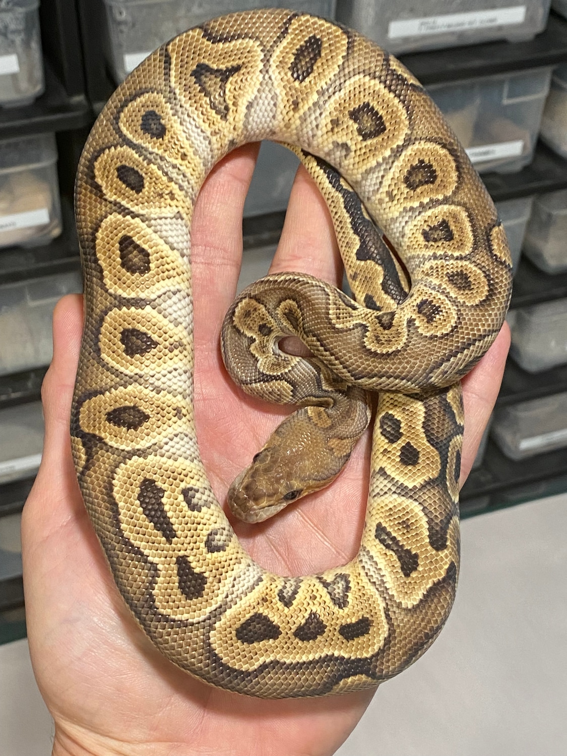 GHI Clown Ball Python by RJS Reptiles - MorphMarket