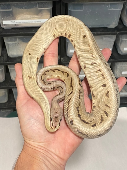 Phantom Spider Leopard Specter/Yellowbelly Ball Python by RJS Reptiles