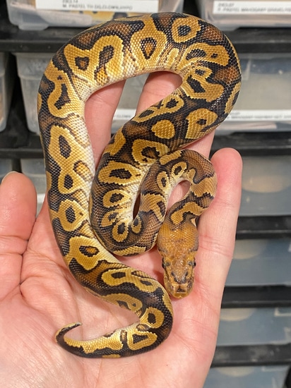 Cypress Clown Ball Python by RJS Reptiles