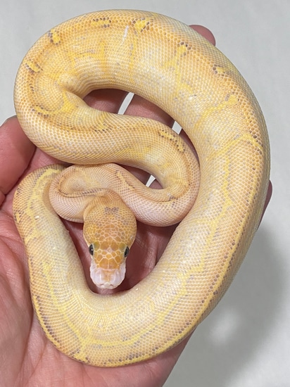 Lesser Highway Clown Ball Python by RJS Reptiles