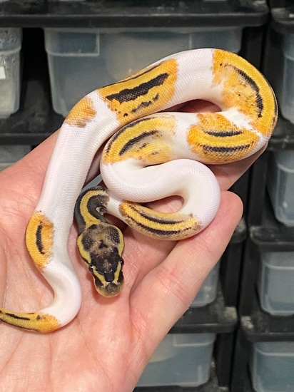 Pastel Phantom Leopard Pied(Possible Gravel/YB?) Ball Python by RJS ...