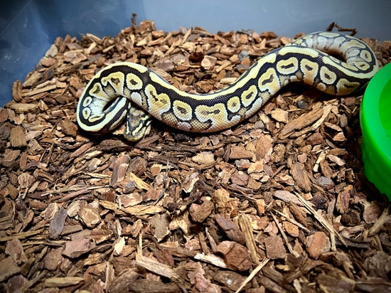 NR Mandarin, Lesser, Spotnose Ball Python by RK’s Snakes
