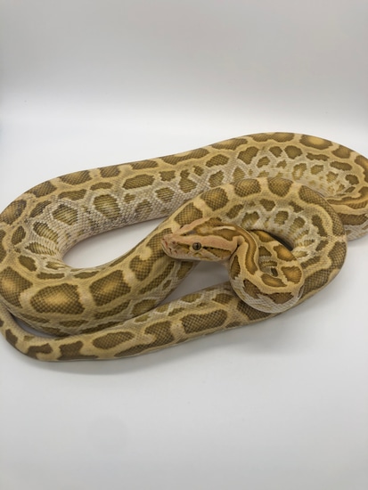 Hypo Female! Burmese Python by RKexotics Reptiles
