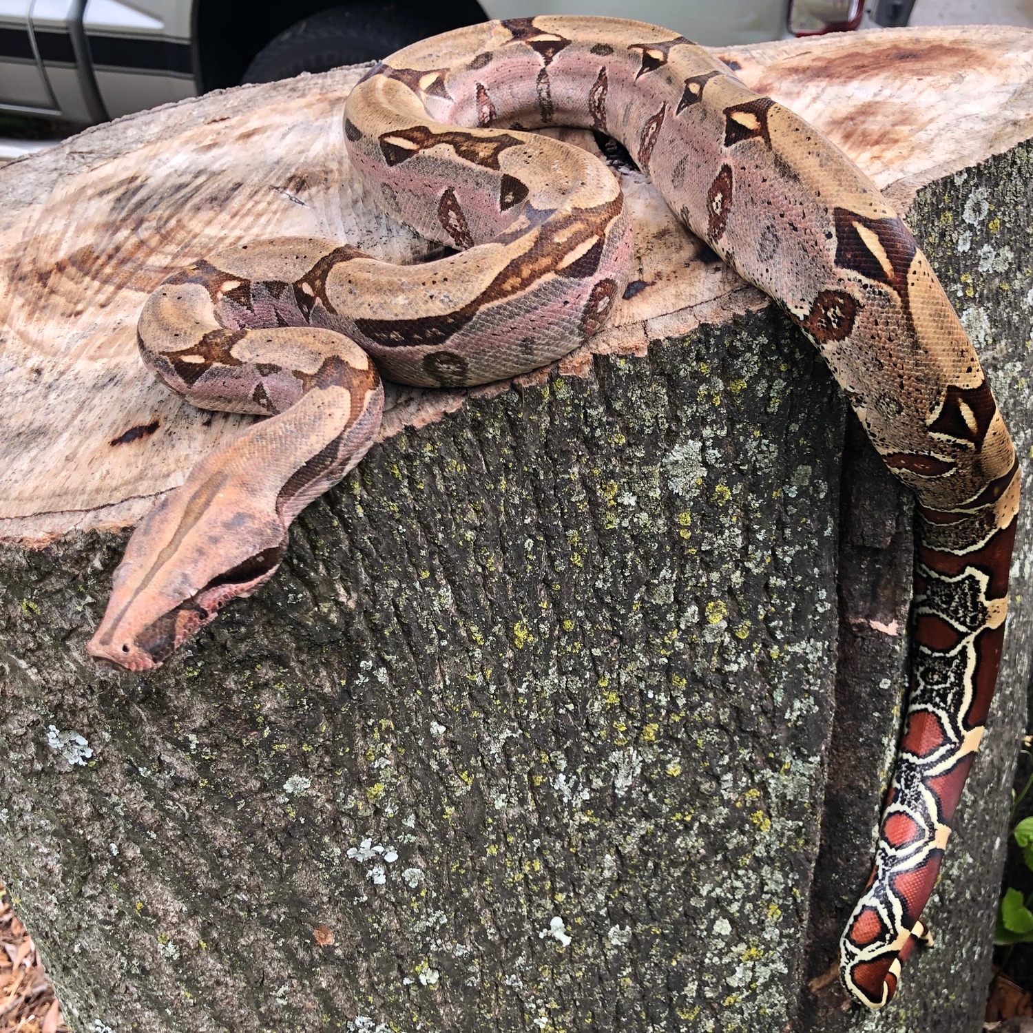 Surinam True Red-tailed Boa Constrictor by RKexotics Reptiles - MorphMarket