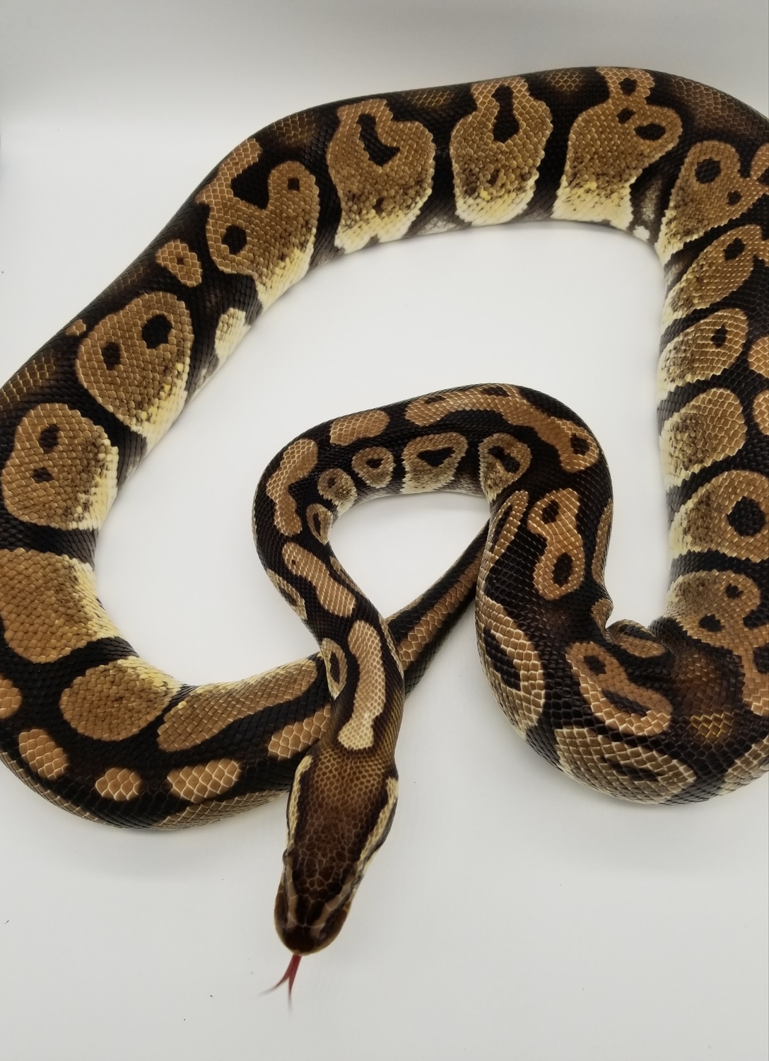 Pastel Ball Python by RKexotics Reptiles - MorphMarket