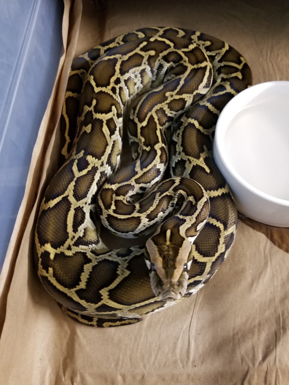 Poss Quad Het Albino/ Green/ Granite/ Carmel Burmese Python by ...