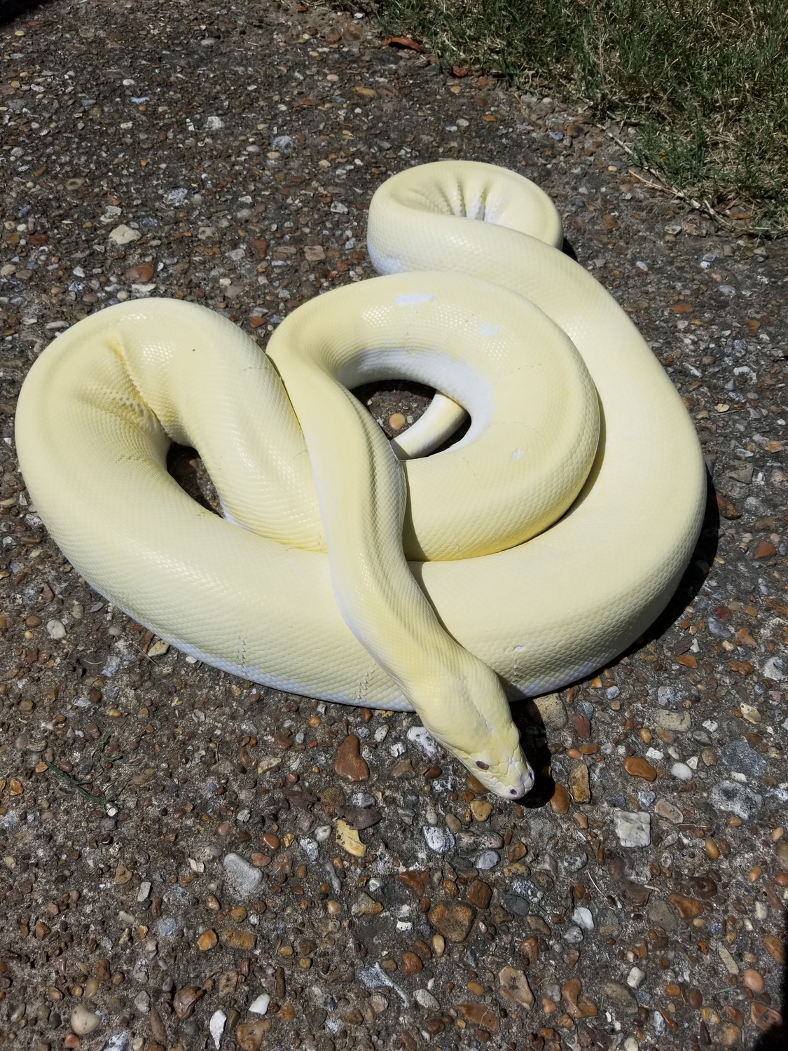 Blizzard Het Granite Burmese Python by RKexotics Reptiles - MorphMarket