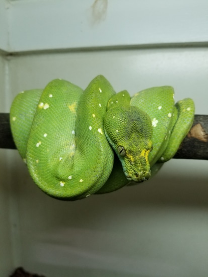 Biak Green Tree Python by RKexotics Reptiles