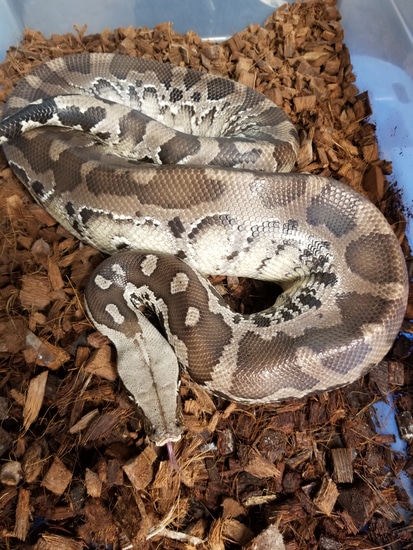 Subadult Female Sumatran Short-Tailed Python by RKexotics Reptiles