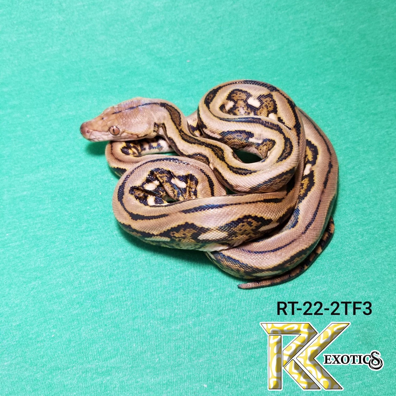 Tiger Pos Het Pied Purple Reticulated Python by RKexotics Reptiles ...