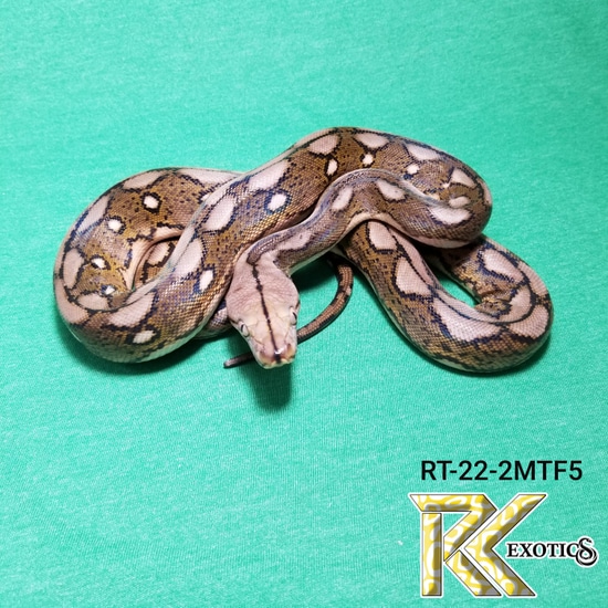 Motley Tiger Pos Het Pied Purple Reticulated Python by RKexotics Reptiles