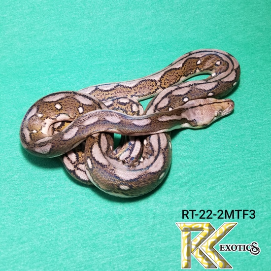 Motley Tiger Pos Het Pied Purple Reticulated Python by RKexotics Reptiles