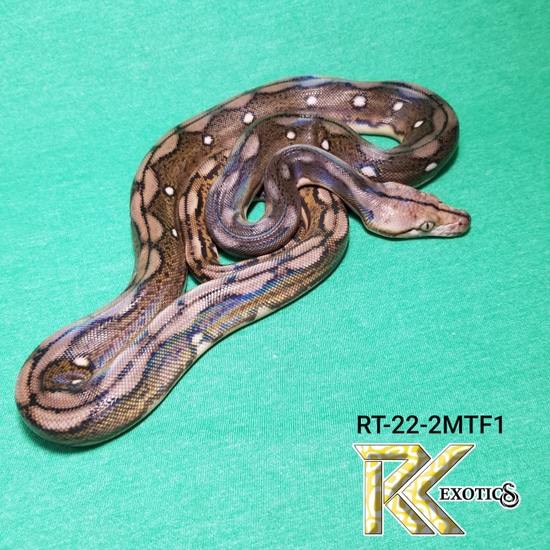 Motley Tiger Pos Het Pied Purple Reticulated Python by RKexotics Reptiles