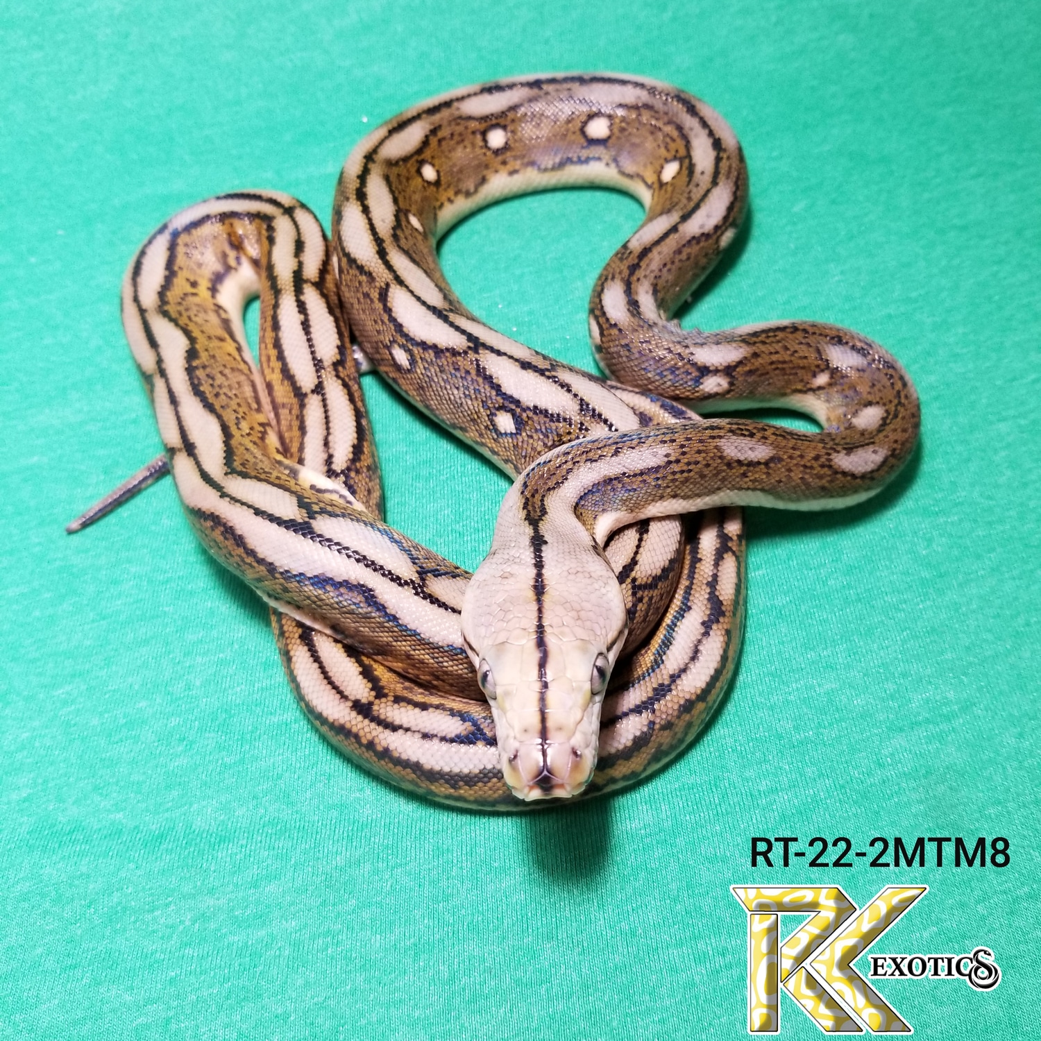 Motley Tiger Pos Het Pied Purple Reticulated Python by RKexotics ...