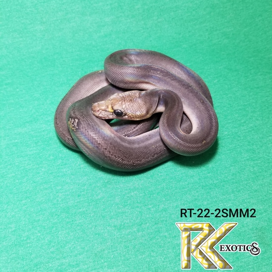 Super Motley Tiger Pos Het Pied Purple Reticulated Python by RKexotics ...