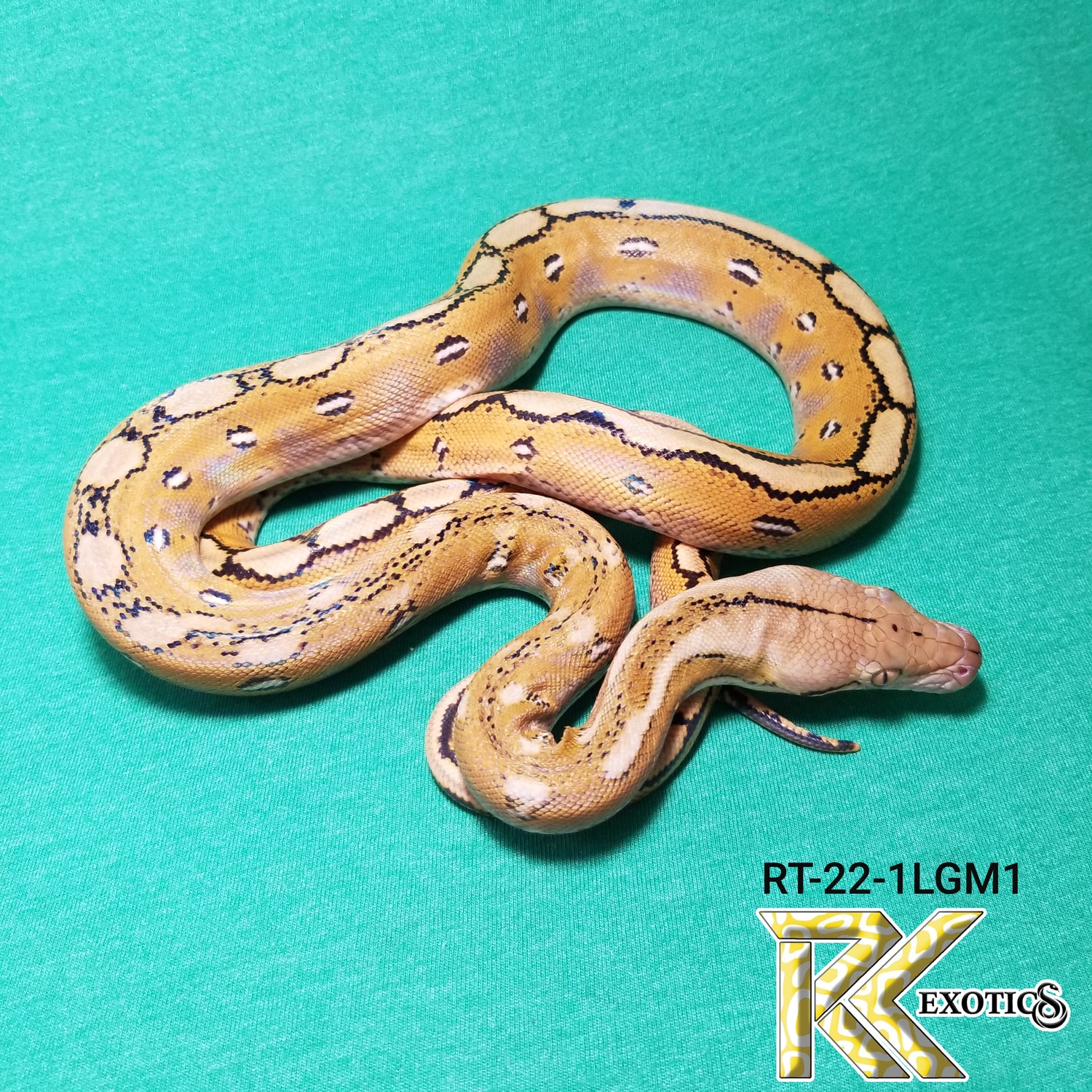 Lemonglow Het Purple Reticulated Python by RKexotics Reptiles - MorphMarket