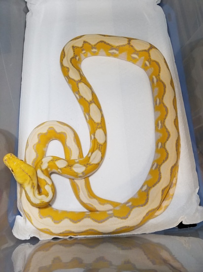 Lemon Glow Purple Proven Reticulated Python by RKexotics Reptiles