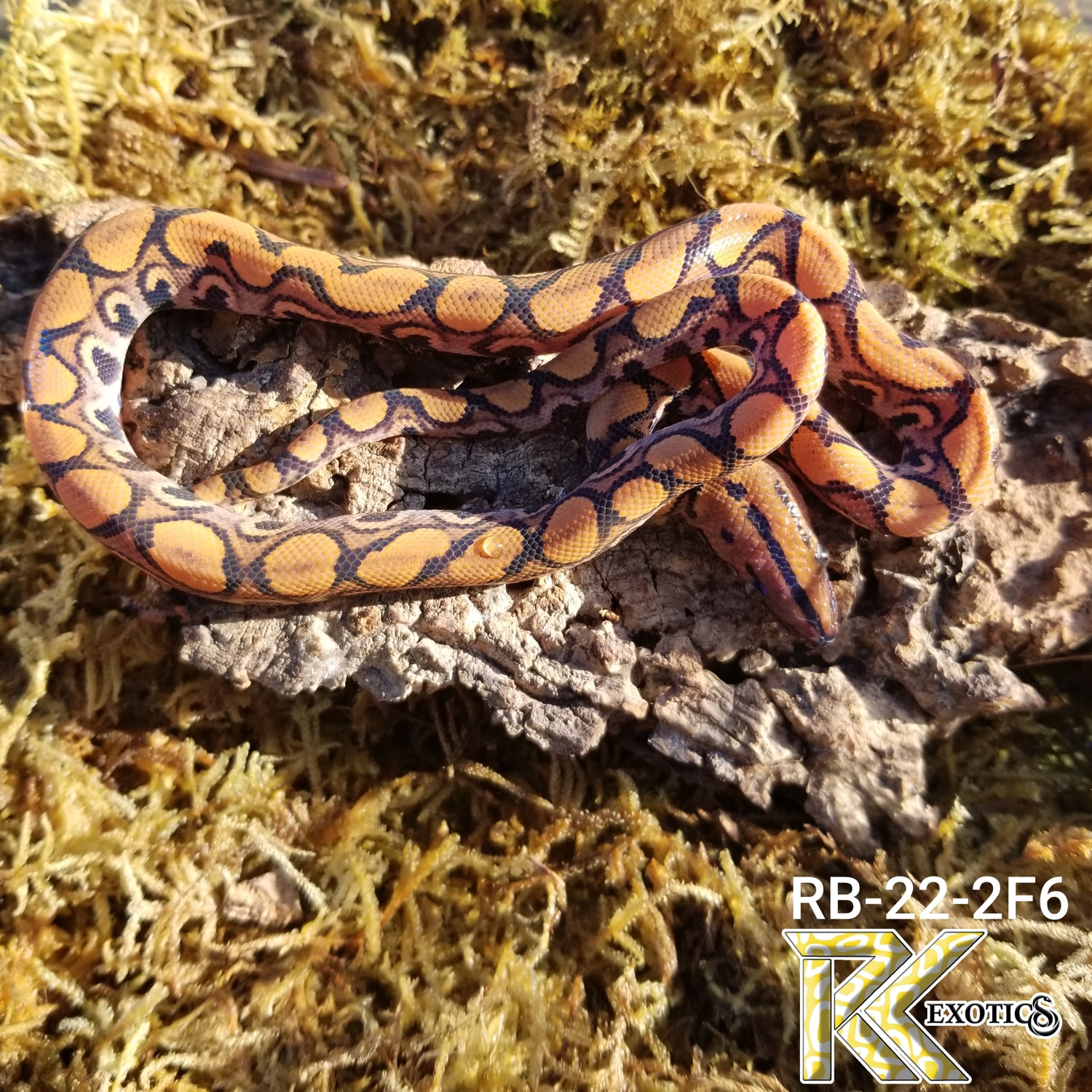 Female Brazilian Rainbow Boa by RKexotics Reptiles - MorphMarket