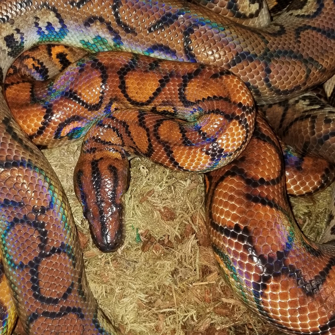 Male Brazilian Rainbow Boa by RKexotics Reptiles - MorphMarket