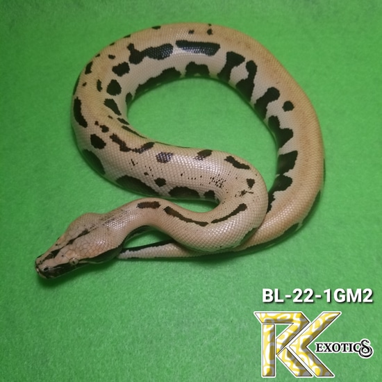 GoldenEye Pos Het T+ Blood Python by RKexotics Reptiles
