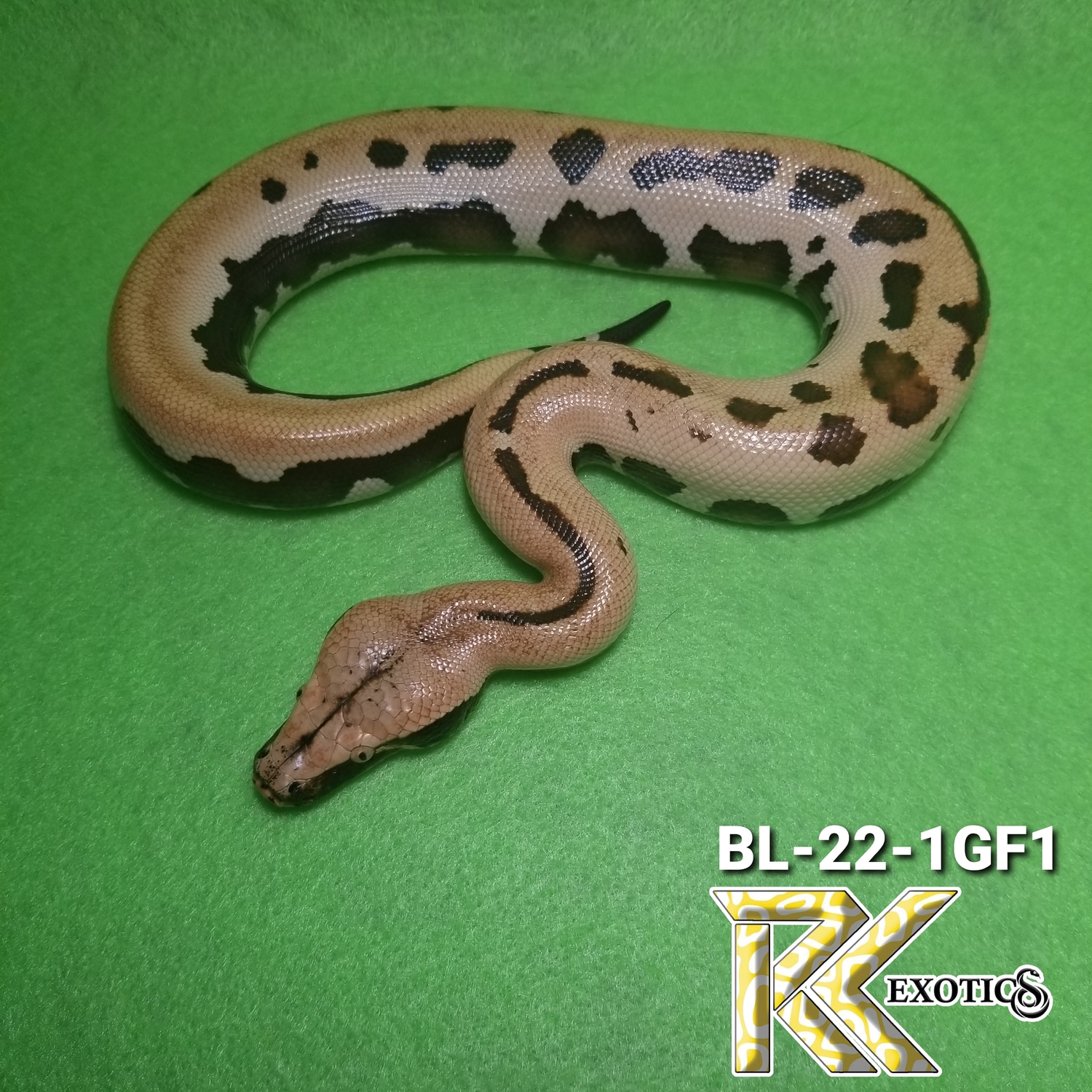 GoldenEye Pos Het T+ Blood Python by RKexotics Reptiles - MorphMarket