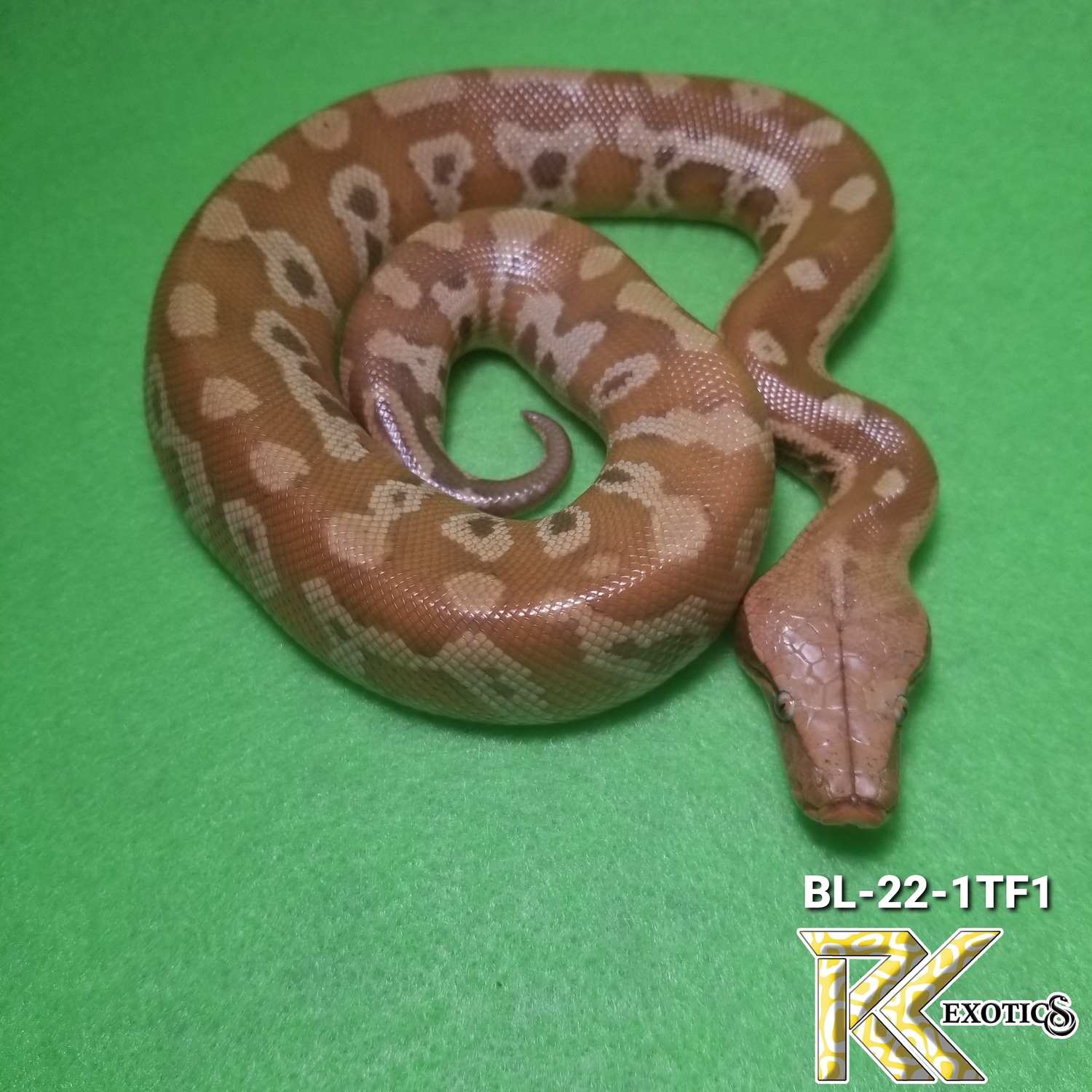 T+ Albino Blood Python by RKexotics Reptiles - MorphMarket