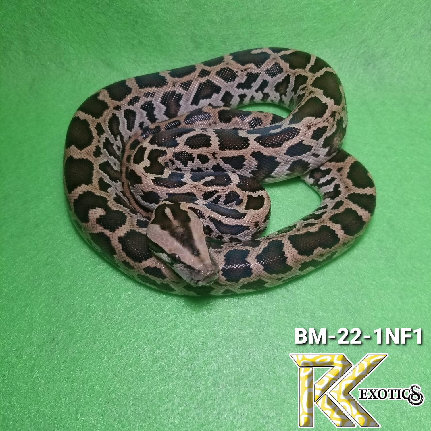 Het Green PH Carmel Granite Albino Burmese Python by RKexotics Reptiles - MorphMarket